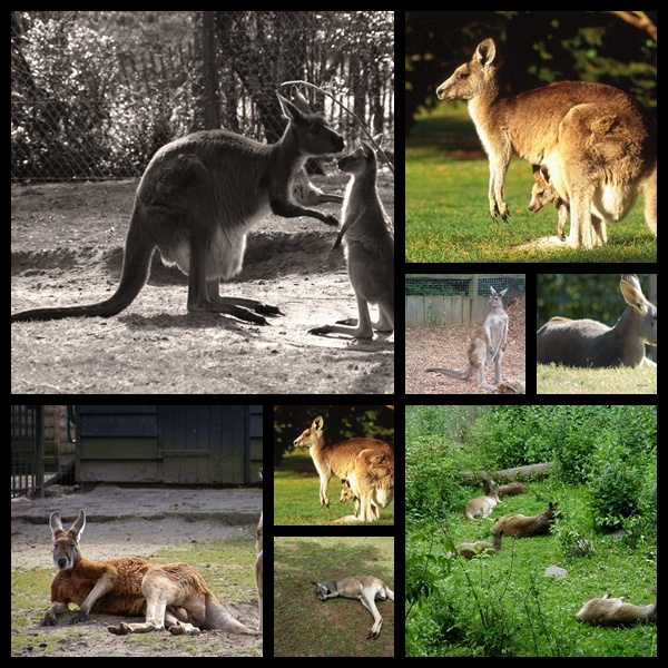 ~Cahaya Syurga~: Kelahiran LuarBiasa - Anak Kanggaru (Kangaroo)