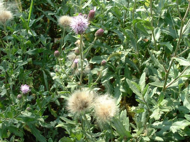 Gyomnövények: mezei aszat