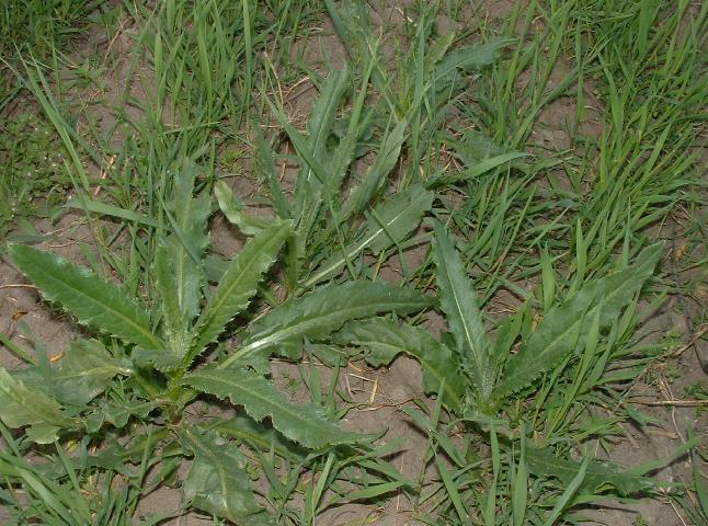 Gyomnövények: mezei aszat