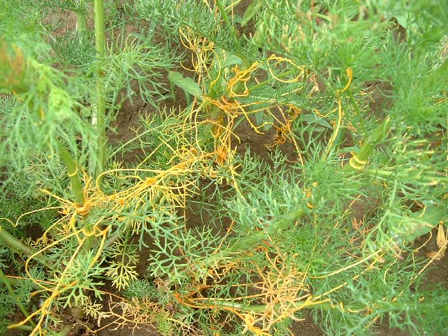 Gyomnövények: nagy aranka