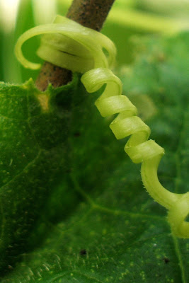 Bright As Yellow: Cucumber Tendrils