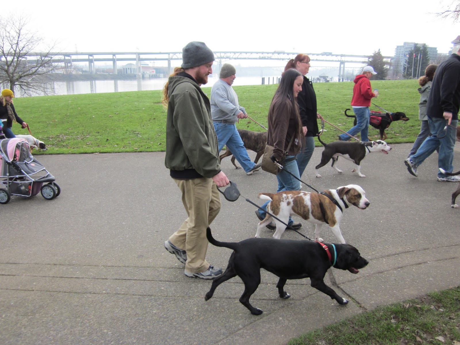 PDX Pit Bulls: Bully Walk Pictures!