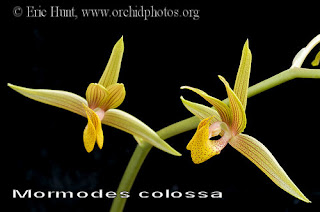 Catasetinae: A QUARTET OF PANAMANIAN MORMODES