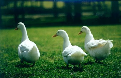 ARCHIVO FOTOGRAFICO M.A. GARCIA: Tres patos, seis patas
