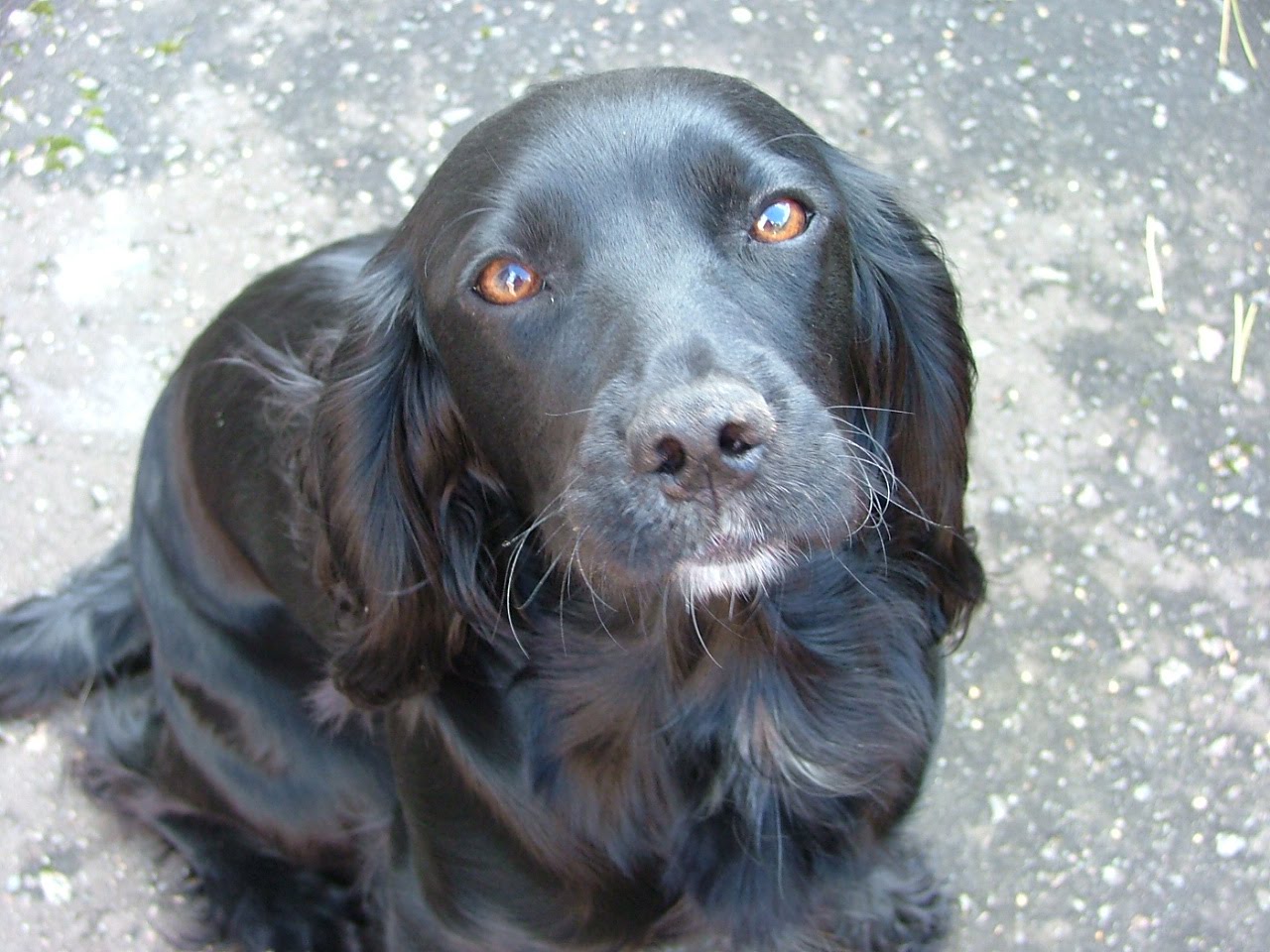 El ojo del buitre: Perros - Cocker Spaniel