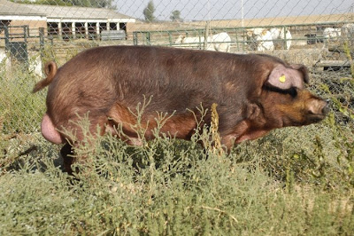 El ojo del buitre: Cerdo