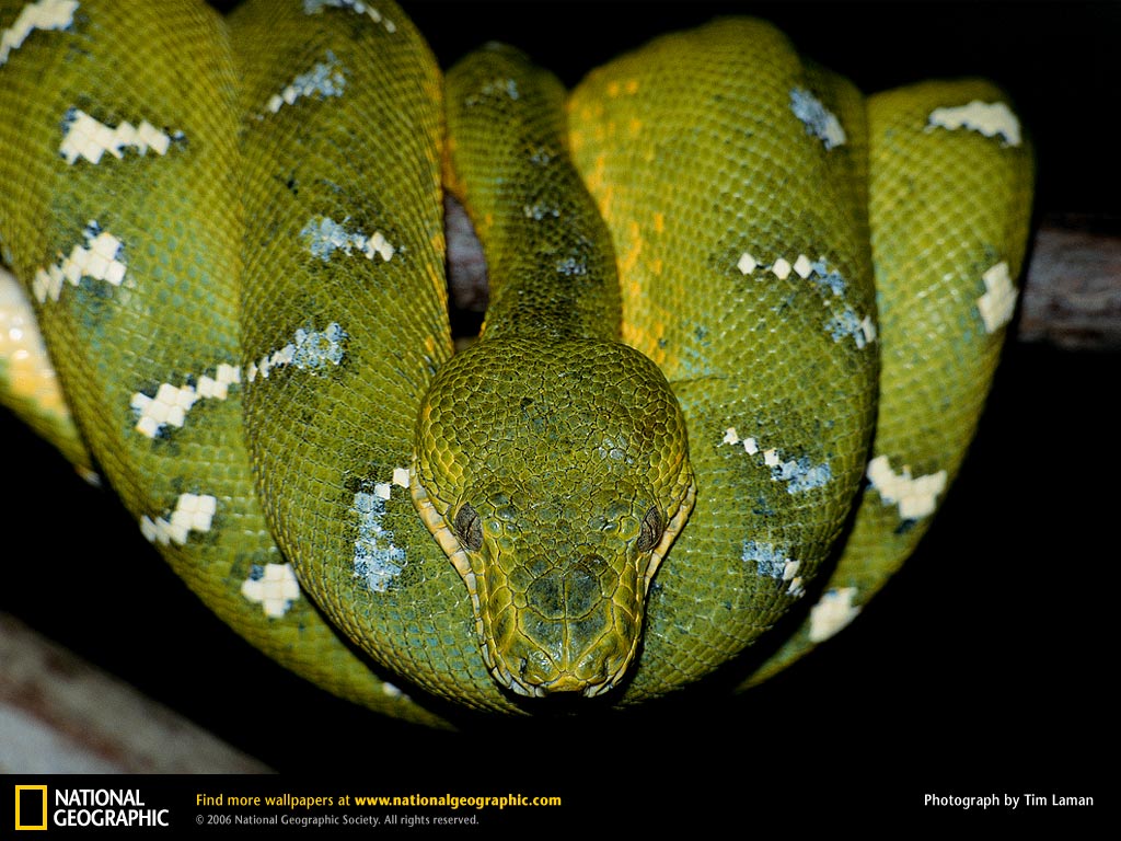 El ojo del buitre: Serpientes - Boa constrictor