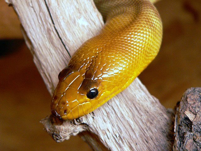 El ojo del buitre: Serpientes - Pitón