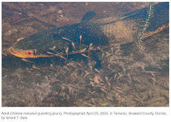 Fishes of andhra pradesh and india