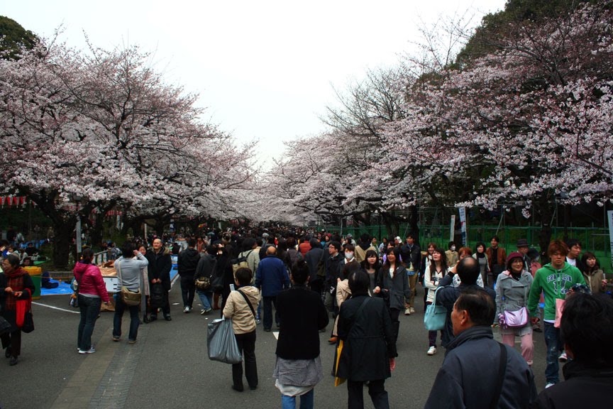 HONEYMOON IN JAPAN!: DAY 9: HANAMI PARTIES AND TRAVELING TO KOBE!