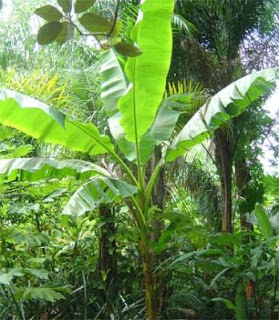 How does your Garden Grow: Musa Basjoo Banana Tree