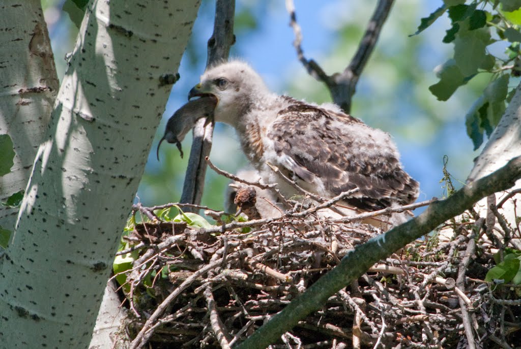 Unique Photo Images: Hungry Baby Red Tailed Hawk