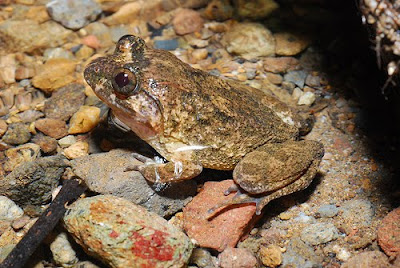 Giant Rats, Fanged Frogs - Scientist Discover Many New Species In Papua ...