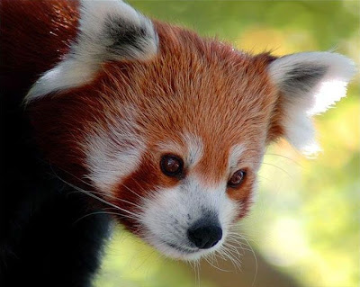 Cute Fire Fox Of Firefox??? ~ Funny And Weird