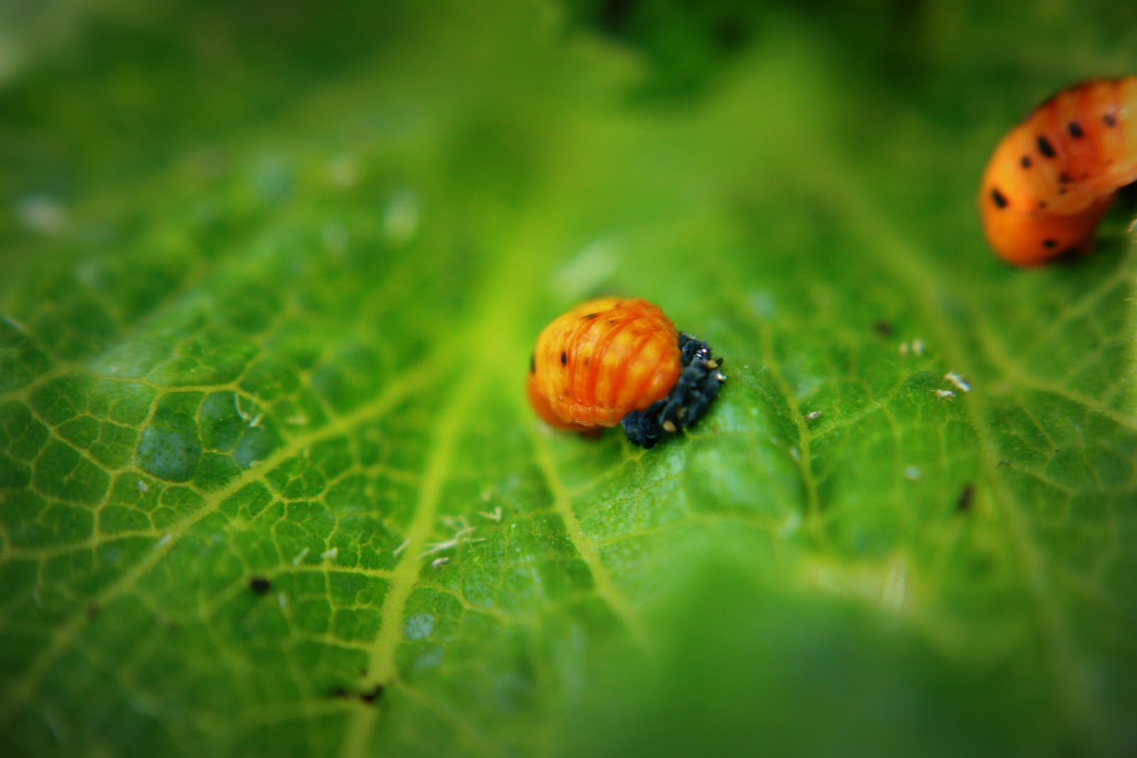 The Purple Door: Veggies, blooms, cute bugs and one lazy dog...