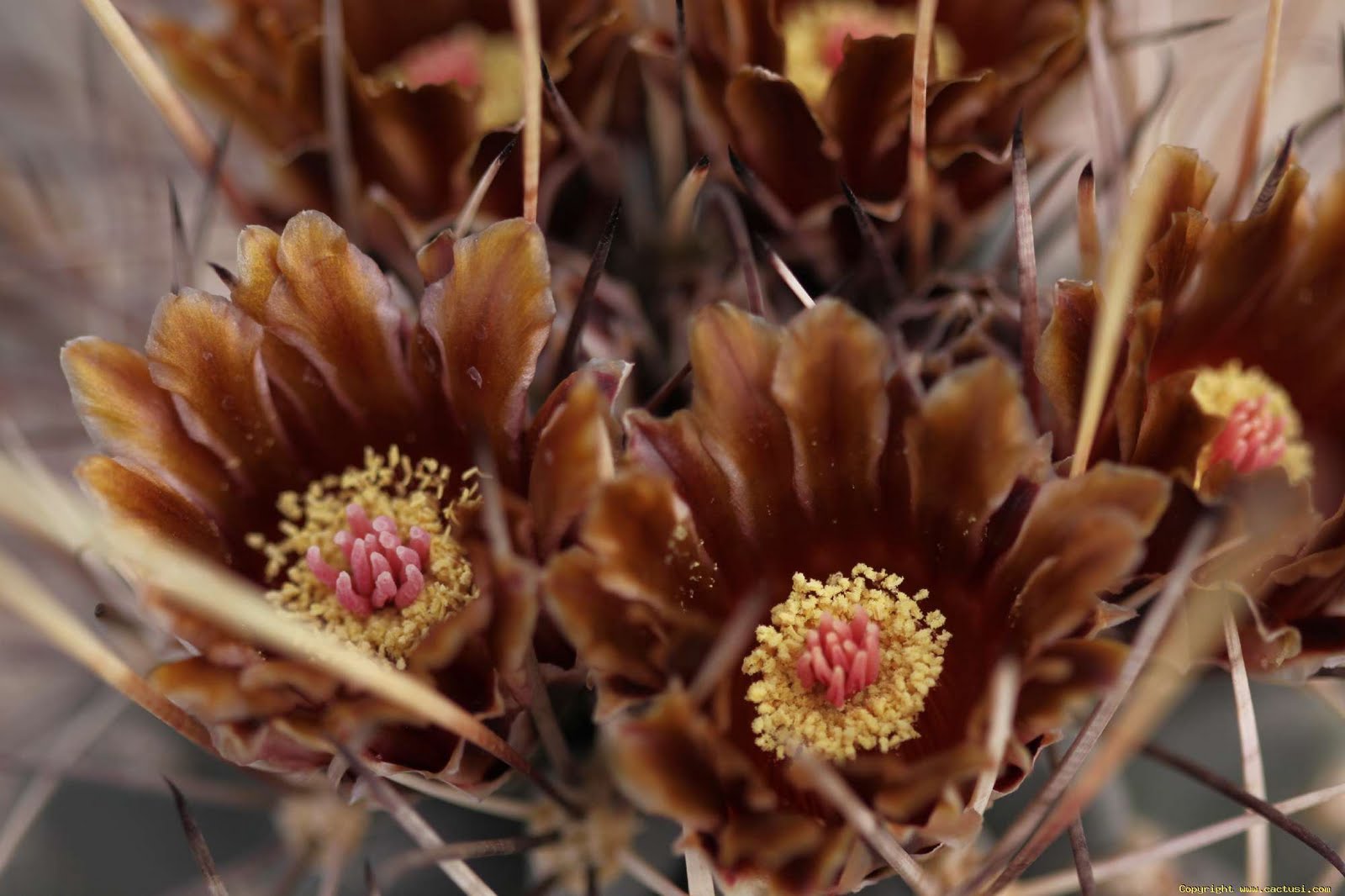 Hortus Anima: Flori de cactus...