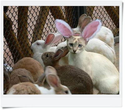 The Daily Mail: Funny Animals Cheating