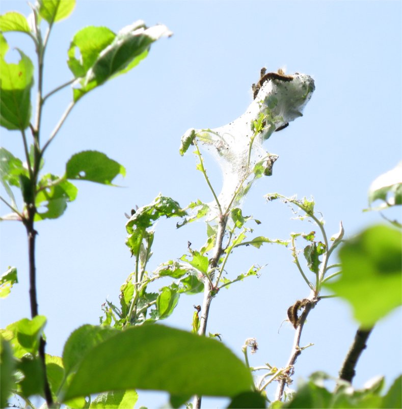 Really Random Garden: Creepy spring