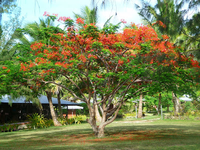 Hawleydays: Christmas Trees in Tonga