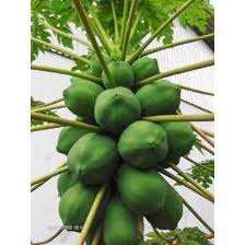 Recetas de Comida: Dulce de Lechosa