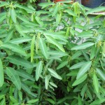 Fun addiction: Top 10 Amazing Plants