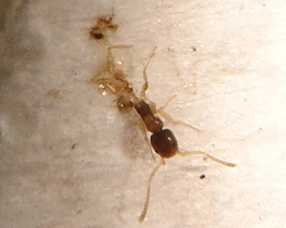 Lilo's Diary: I squash ants for photo-taking