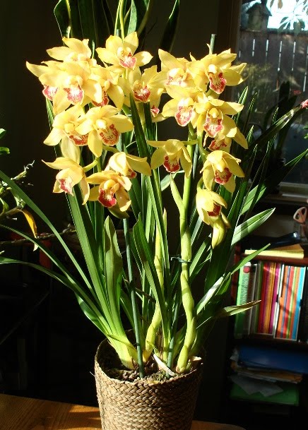 Daniel's Pacific NW Garden: Cymbidium
