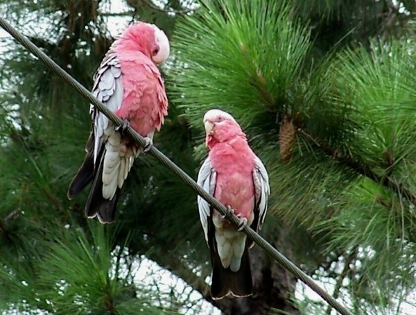 Snapshots of Beauty: A COUPLE OF GALAHS