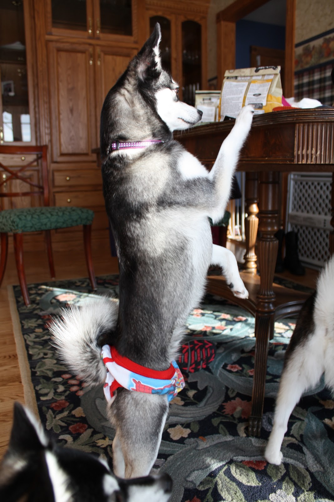 The story of a girl and her dogs...: I'm pretty sure Nari hates me ...