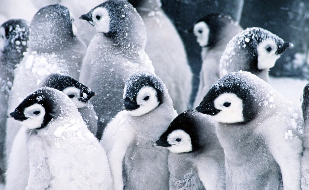Pozadine za desktop - Životinje: Skup mladih pingvina