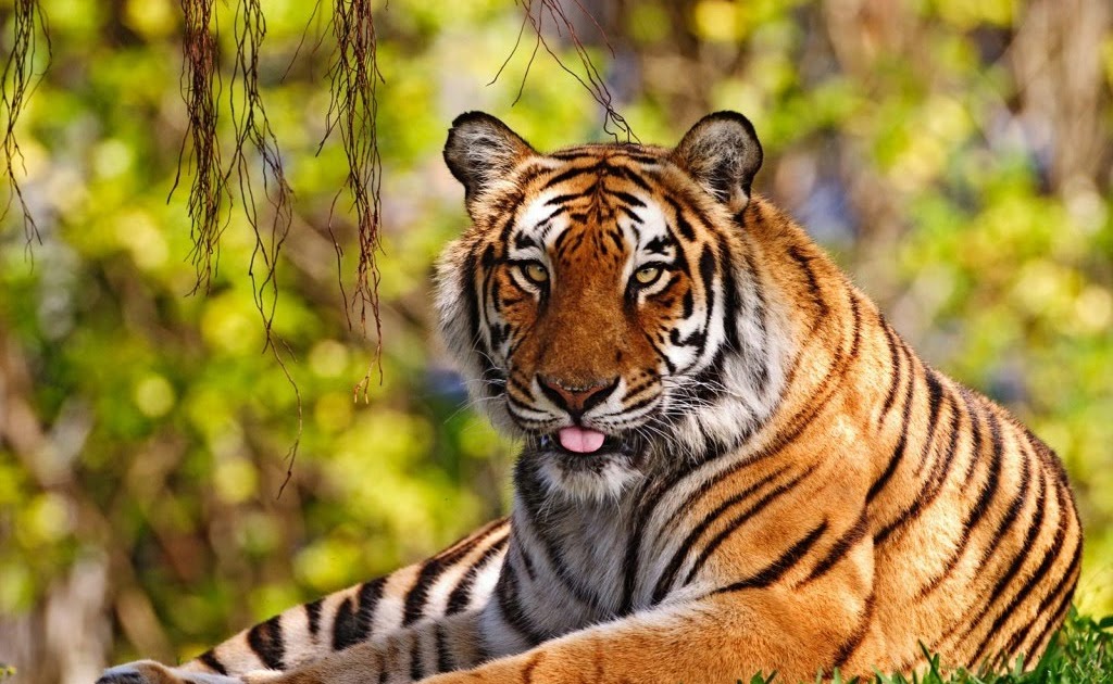 Download besplatne pozadine 1024x768: Tigar pokazuje jezik