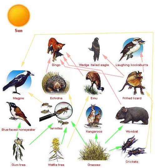 Temperate Rainforest Animals Food Web