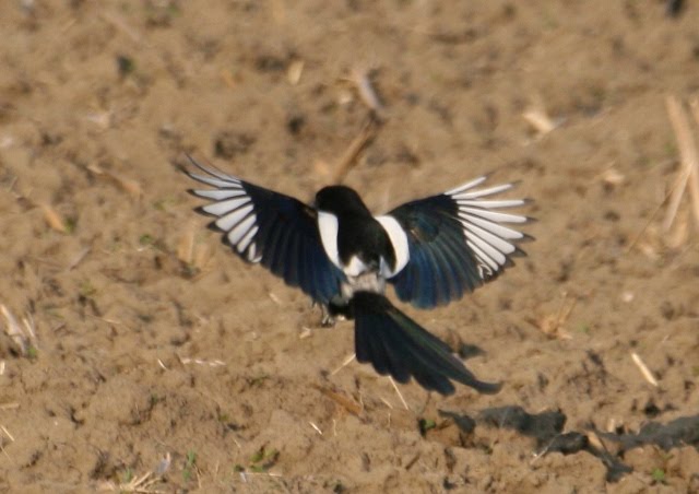 Bell Tower Birding: A short Appreciation of the Eurasian Magpie