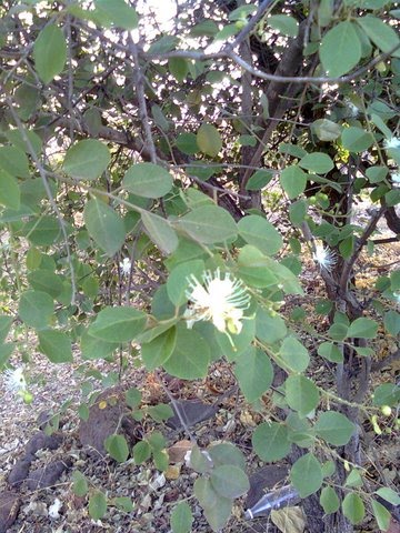 Spice of Life!: March on Tekdi