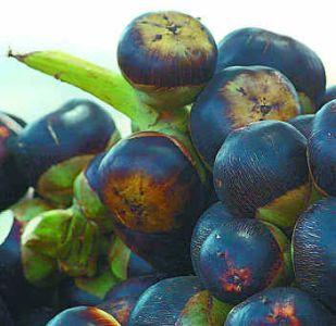 A Liberal dose of MASALA.: Palmyra Fruit Dessert - Munjal or Nungu