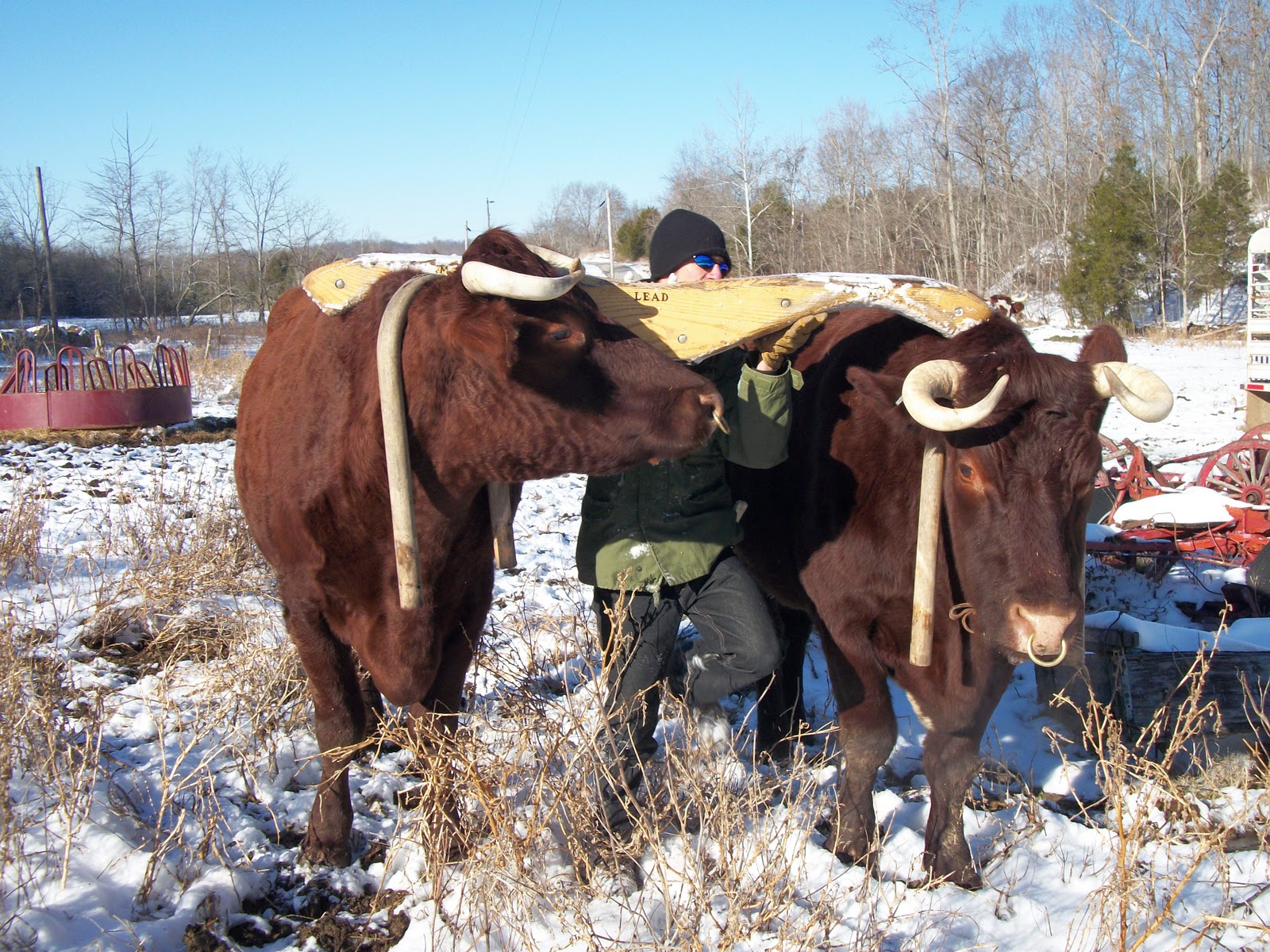 Adventures in History: Oxen Working in the Snow
