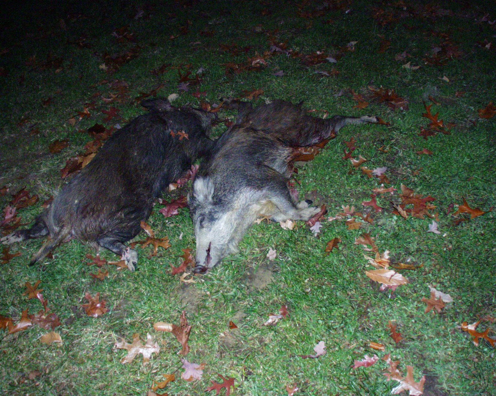 Virginia Hunter: Pig hunting in Culpeper County