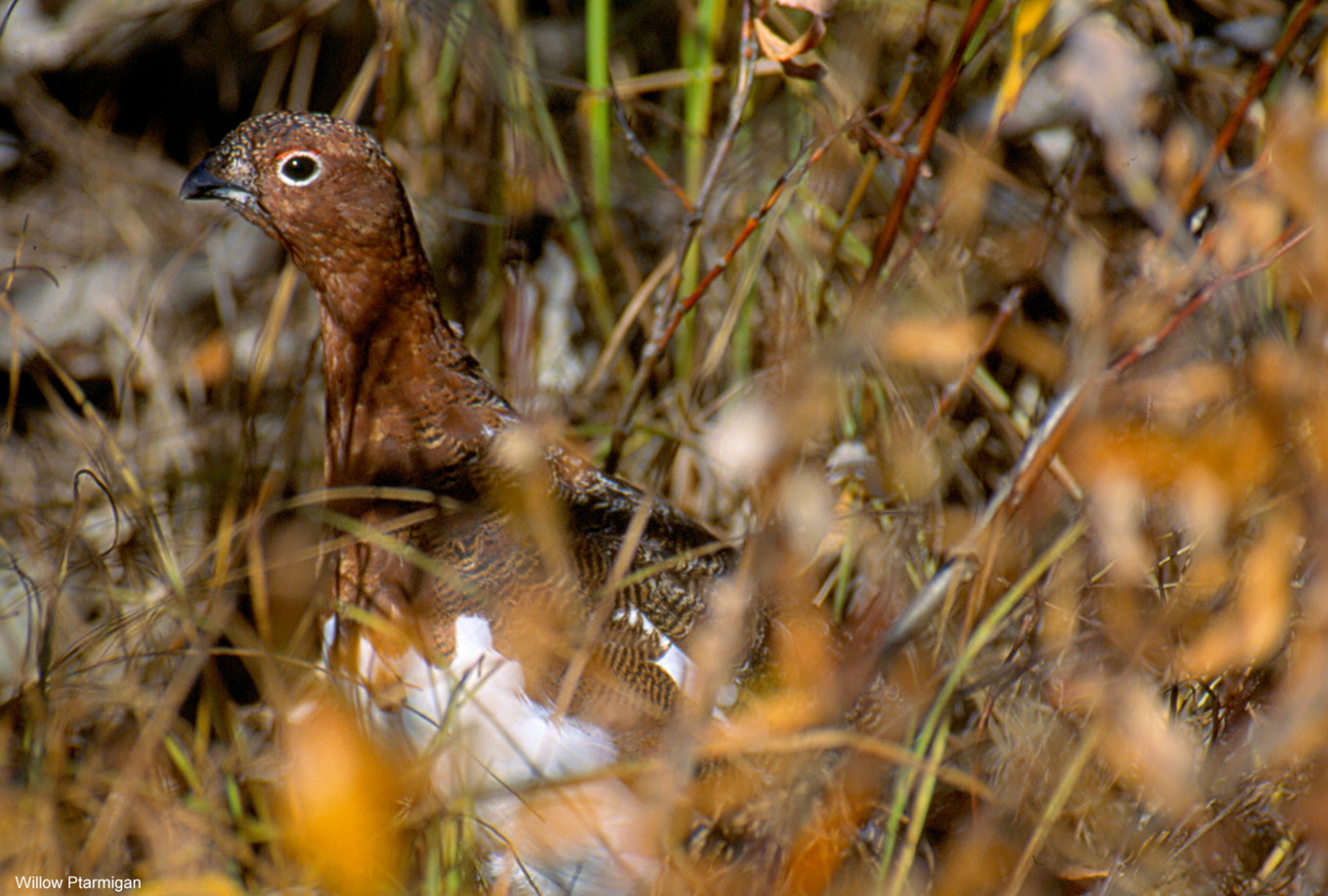 The Show and Tell Nature Blog: Tales of Ptarmigan