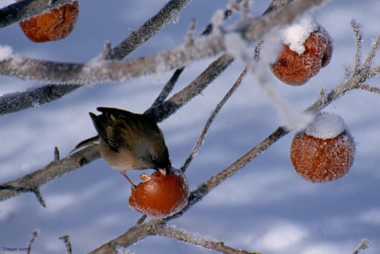 The Show and Tell Nature Blog: Some Southern Snowbirds