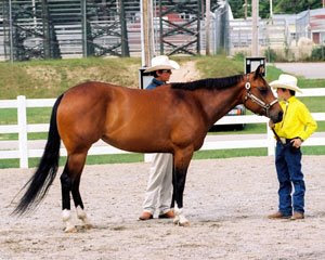 Timber Frame Construction by Vermont Timber Works.: Your indoor riding ...