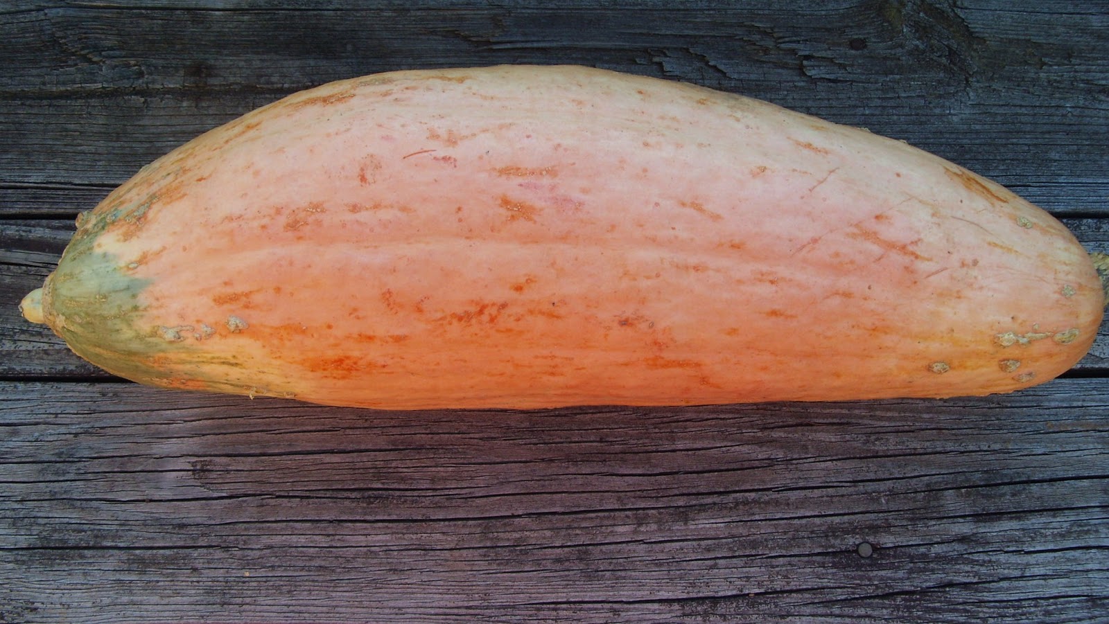 Sage Trifle: Old Fashioned Candy Roaster Squash Pie