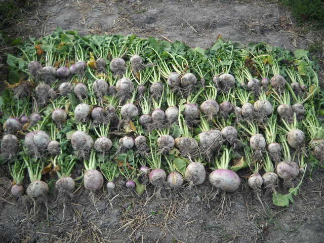 Off Grid, Self-Sufficient, Montana Homestead Life: 13-15 October, 2010 ...