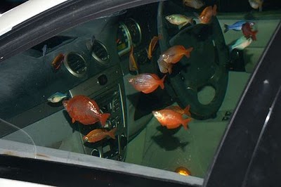 Weird and Amazing: Fish live in the car