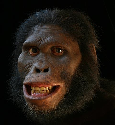 Keraleeputhra: Australopithecus