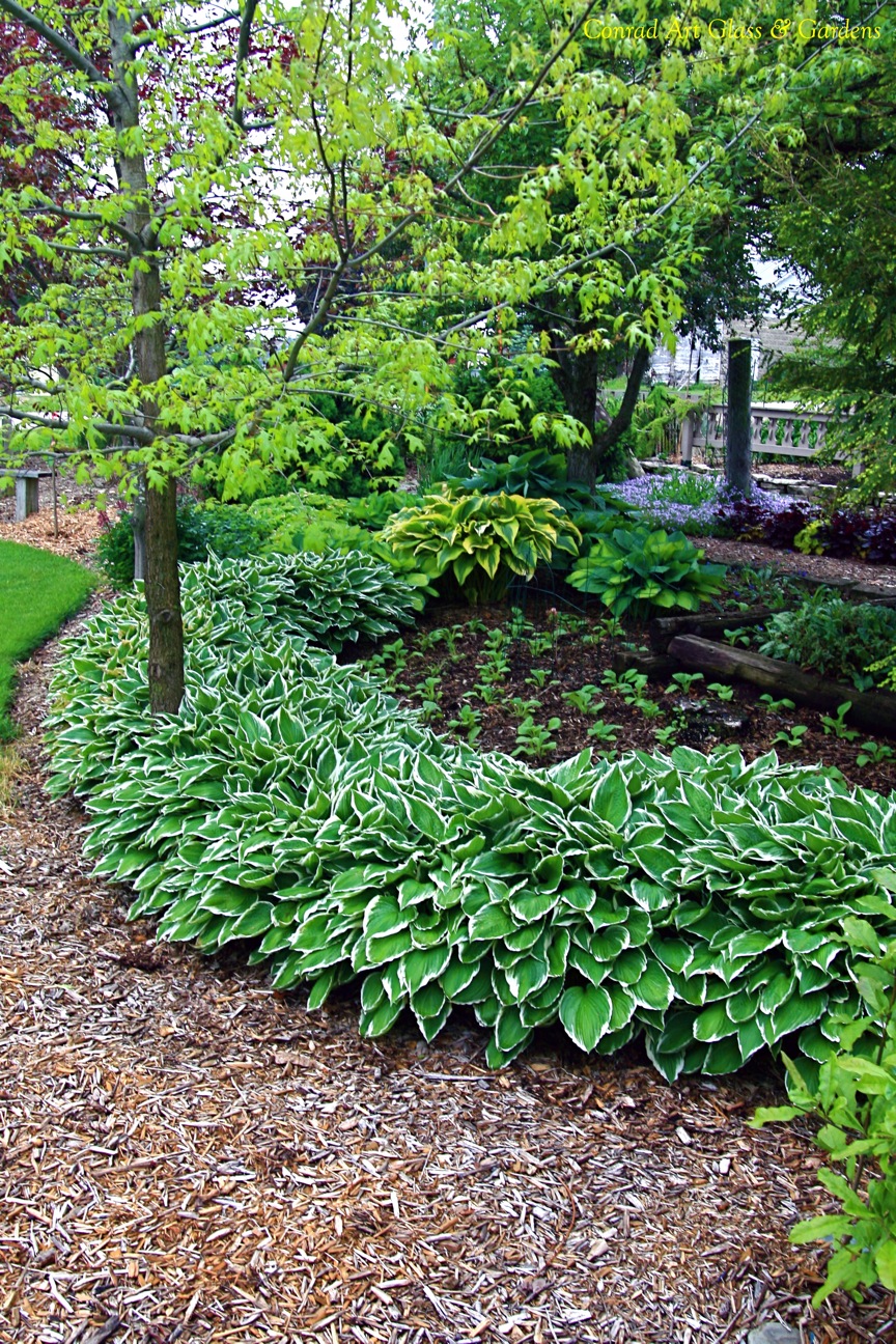 Conrad Art Glass & Gardens: My first hosta purchases (2)