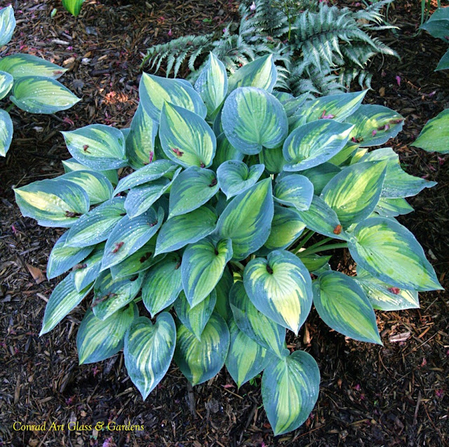 Conrad Art Glass & Gardens: My first hosta purchases (2)