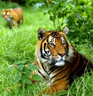 Save Our National Animal: Save Tiger Life Cycle