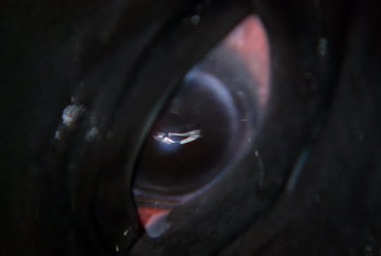 Orca Eye Close Up