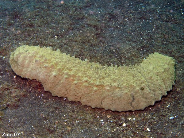 Agen Gamat Bandung: Tentang Tripang