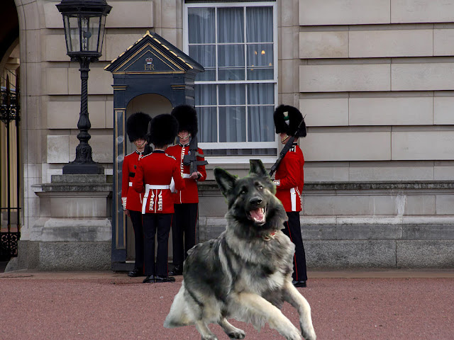 Cooper's Shiloh Shepherd Blog: ISSR Shiloh Shepherd - Series 1 of ...